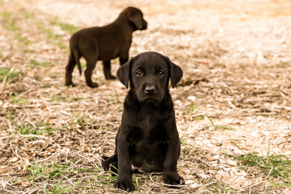 Home [www.buckbranchlabs.com]