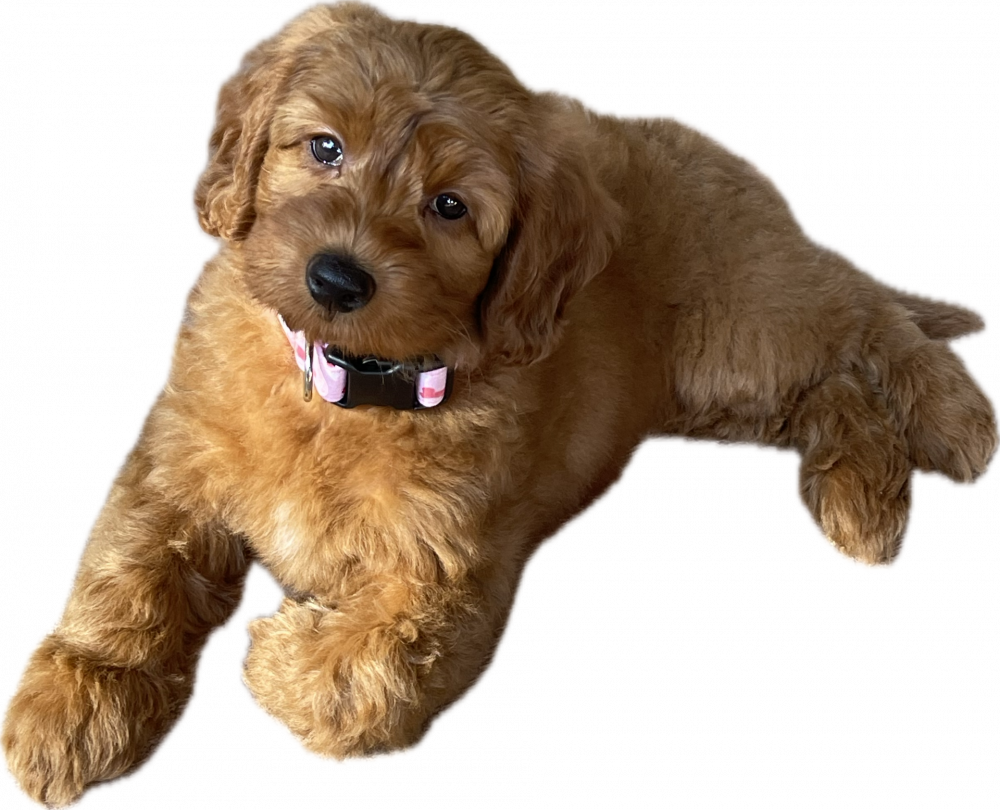 Liberty Hill Labradoodles