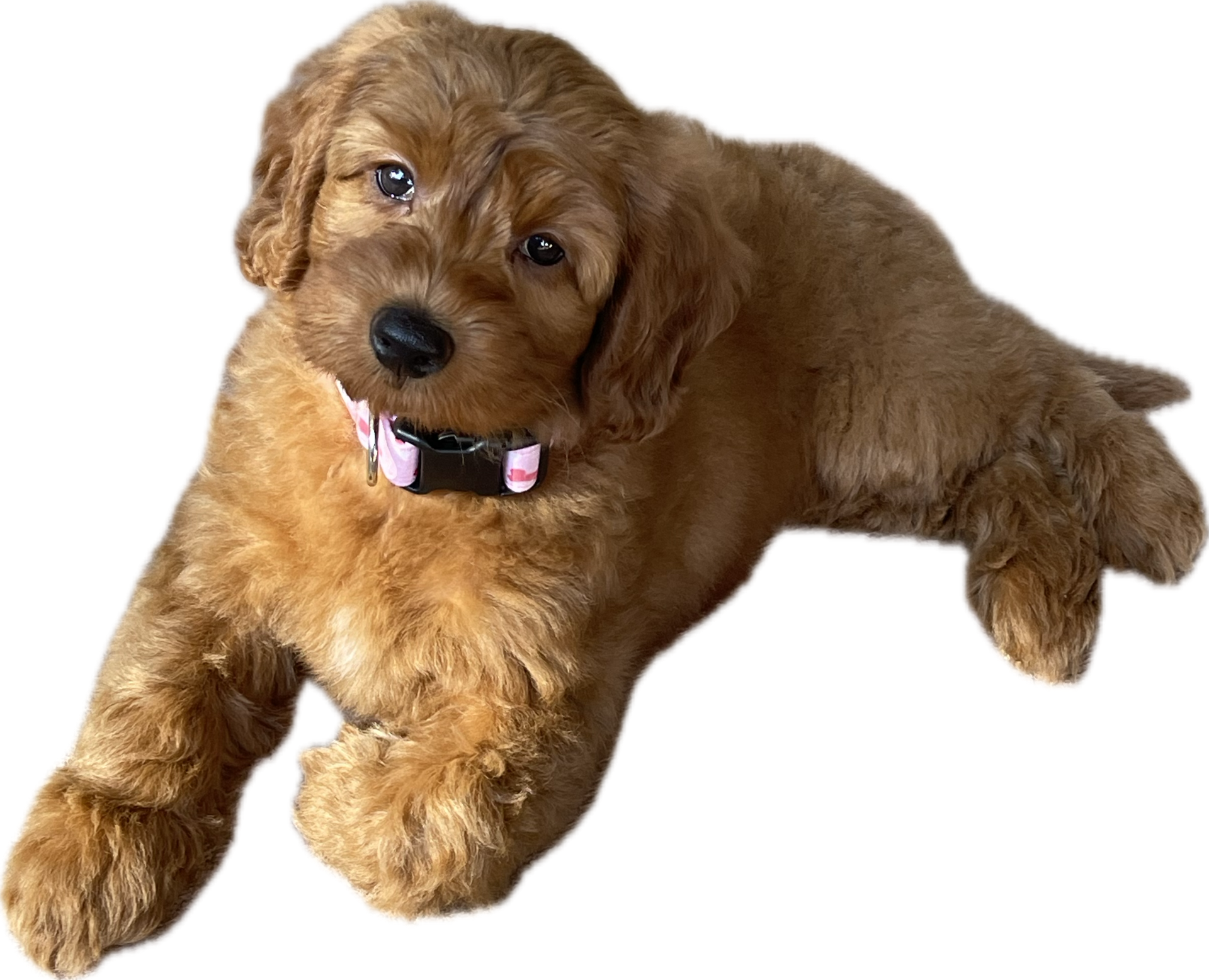 Liberty Hill Labradoodles