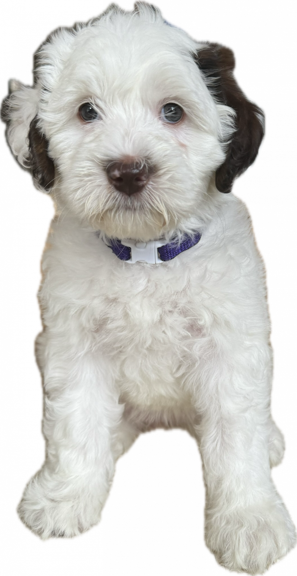 Liberty Hill Labradoodles