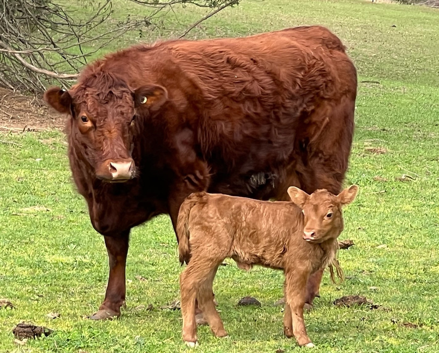 Youth Heifer Program