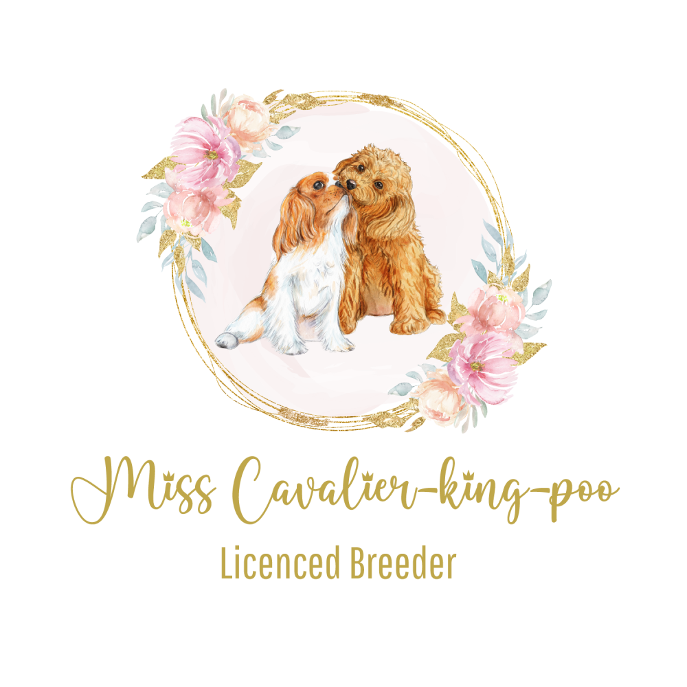 Welcome to Miss Cavalier-King-Poo Licenced breeder of Cavalier King ...