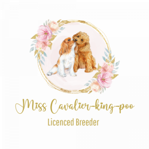 Welcome to Miss Cavalier-King-Poo Licenced breeder of Cavalier King ...