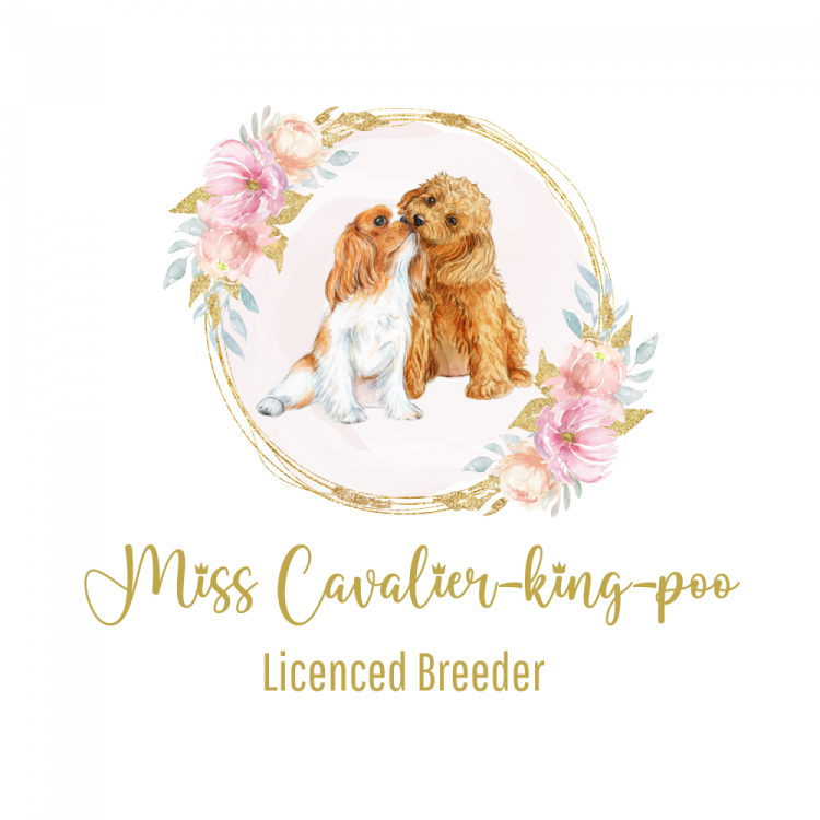 Welcome to Miss Cavalier-King-Poo Licenced breeder of Cavalier King ...