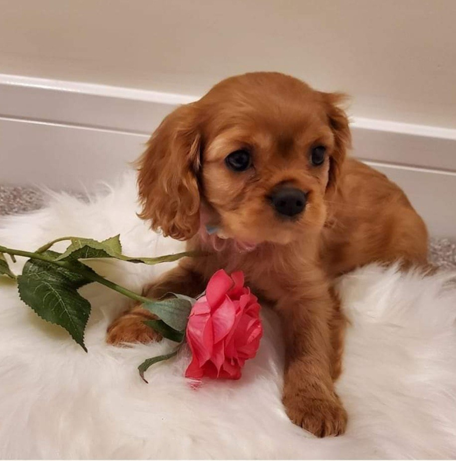 Welcome to Miss Cavalier-King-Poo Licenced breeder of Cavalier King ...