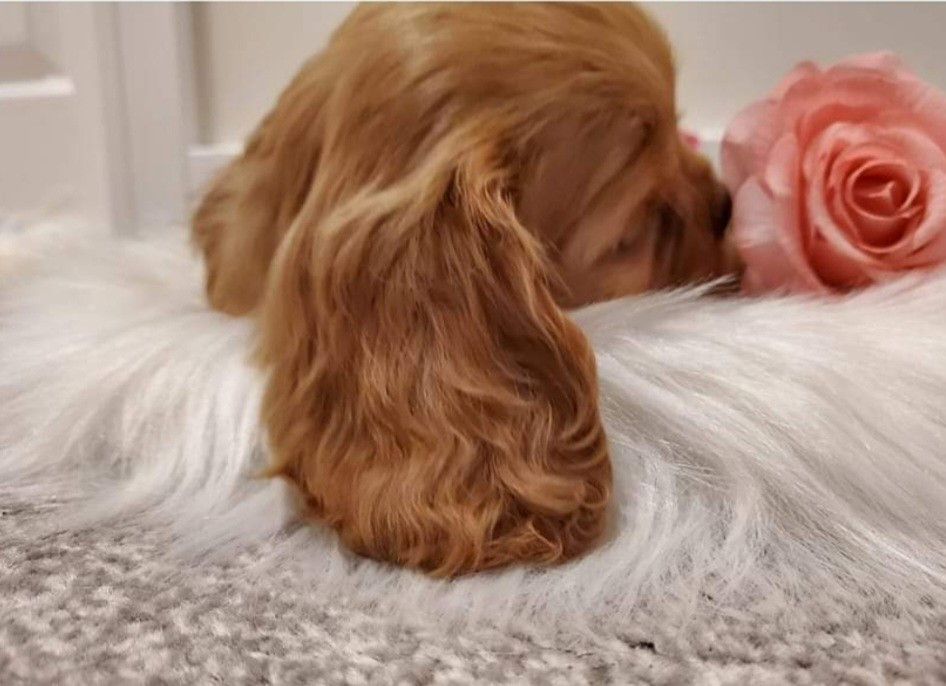 Welcome to Miss Cavalier-King-Poo Licenced breeder of Cavalier King ...