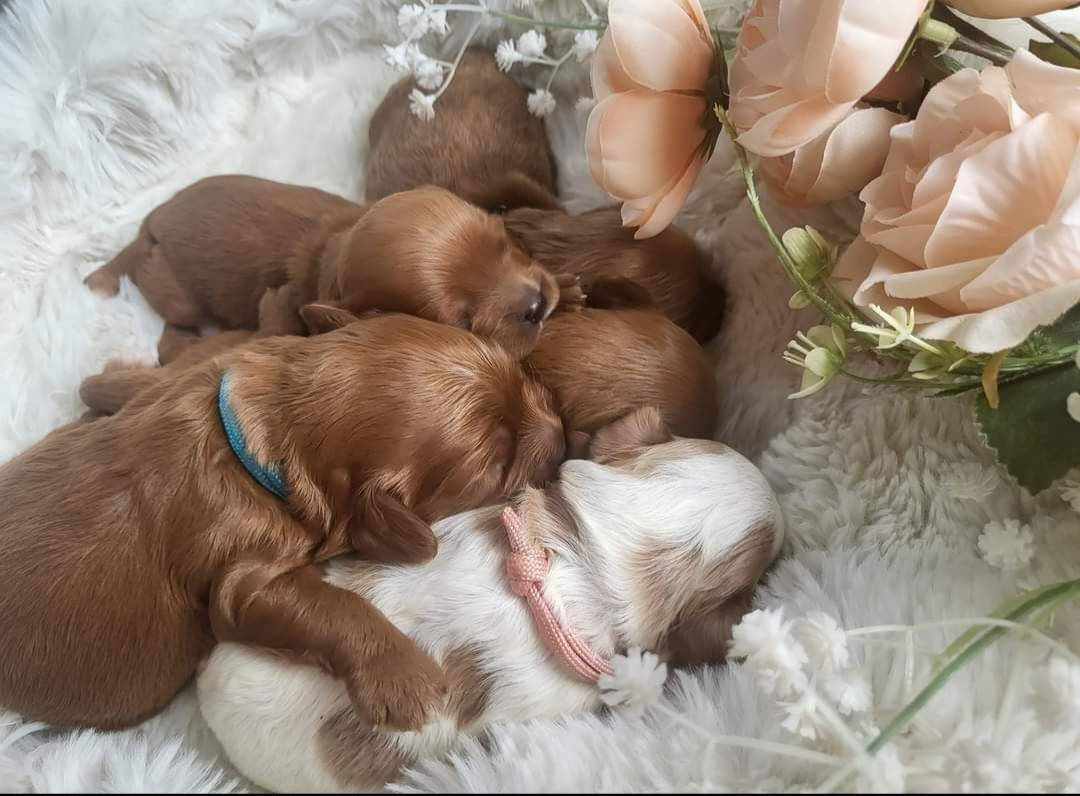 Welcome to Miss Cavalier-King-Poo Licenced breeder of Cavalier King ...