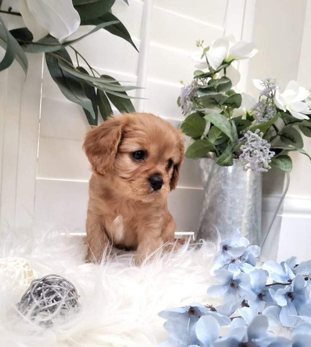 Welcome to Miss Cavalier-King-Poo Licenced breeder of Cavalier King ...