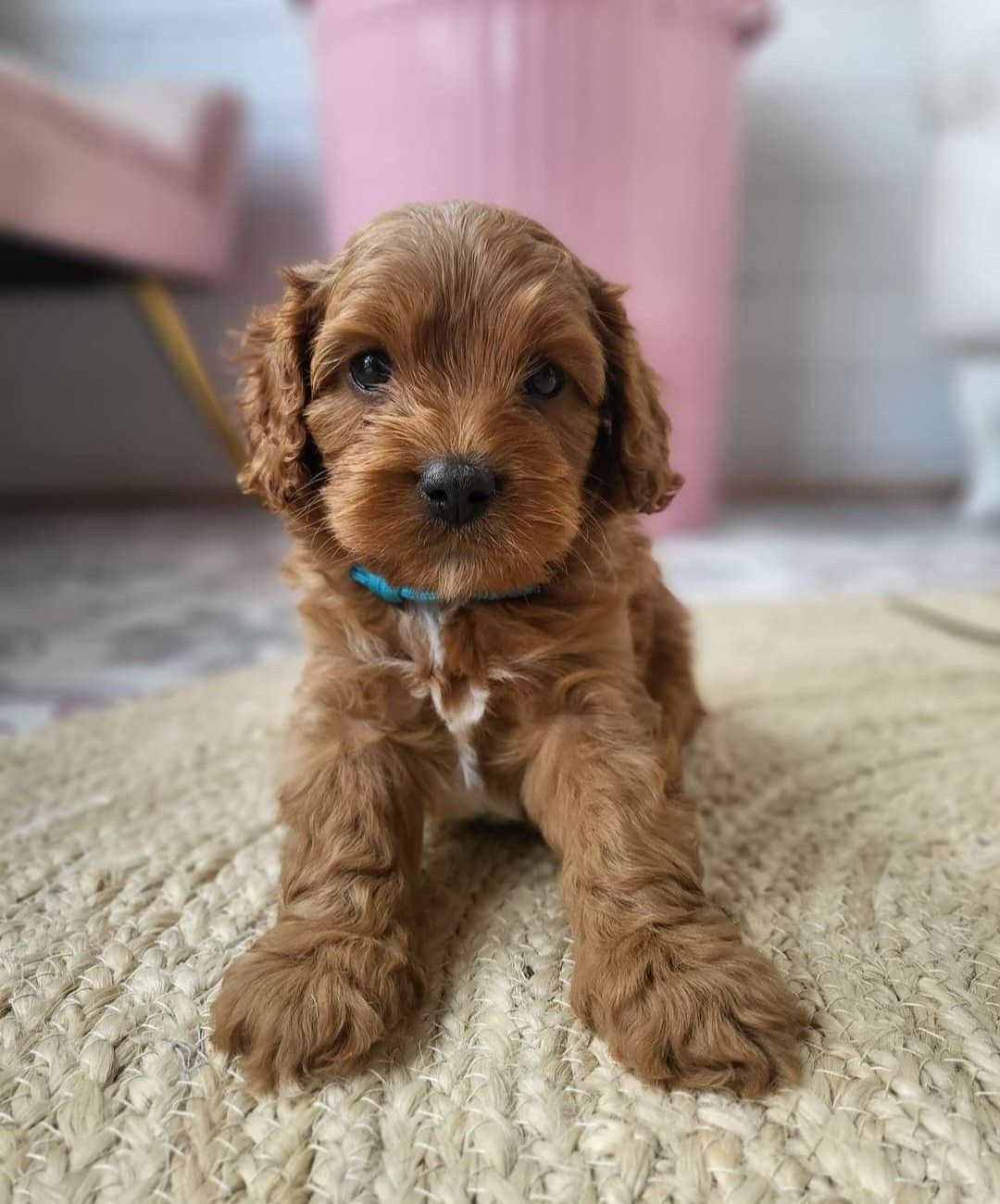 Welcome to Miss Cavalier-King-Poo Licenced breeder of Cavalier King ...