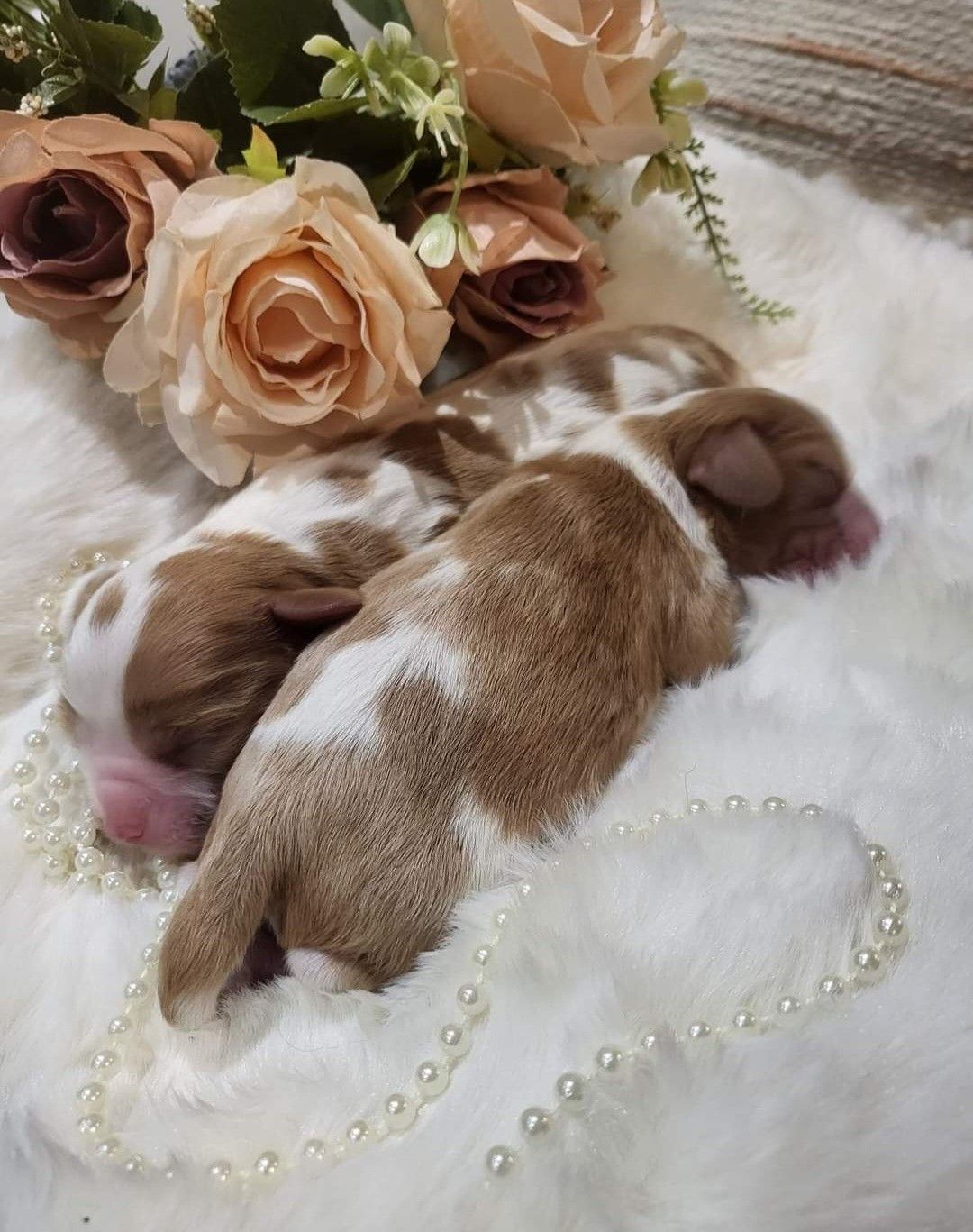 Welcome to Miss Cavalier-King-Poo Licenced breeder of Cavalier King ...