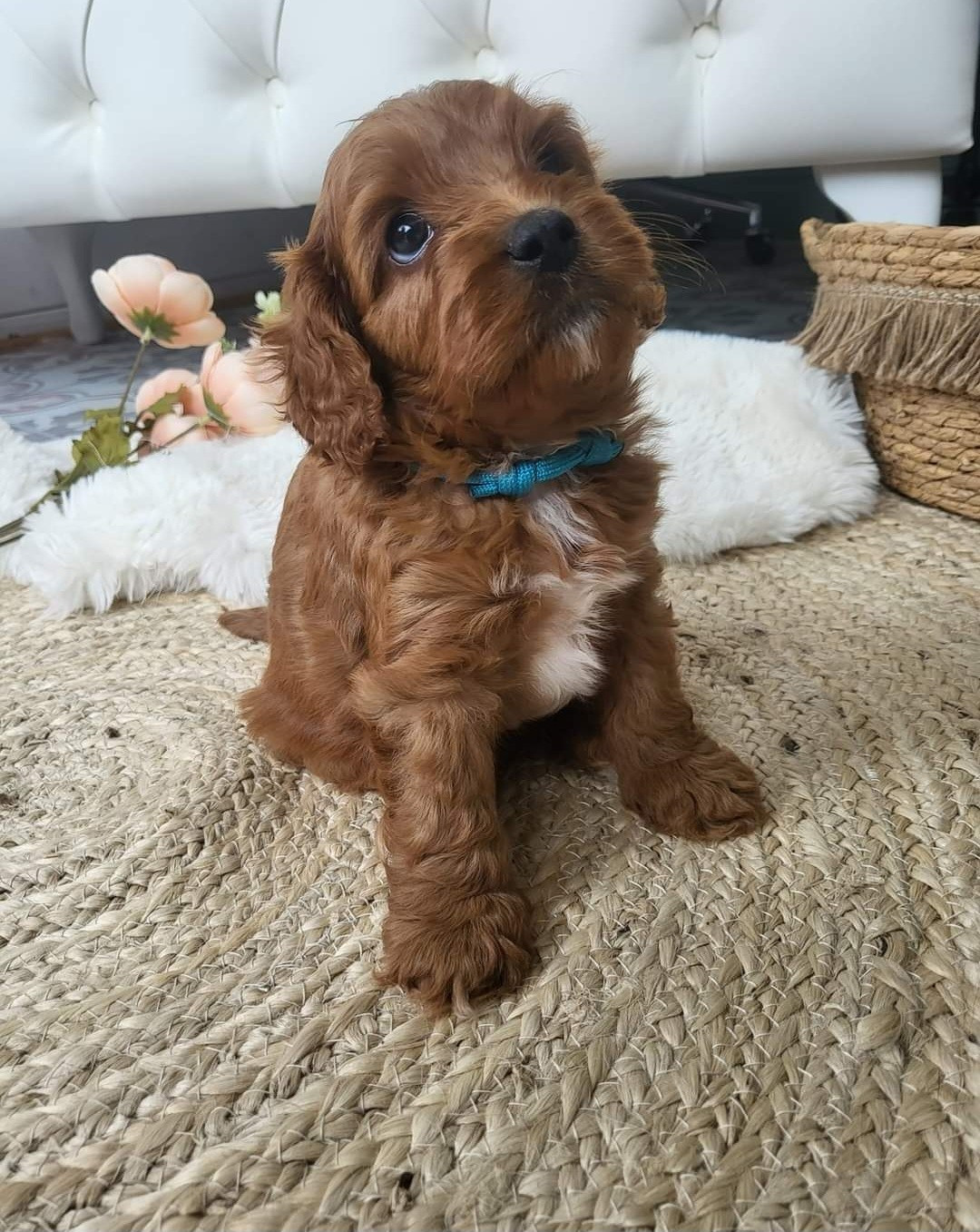 Welcome to Miss Cavalier-King-Poo Licenced breeder of Cavalier King ...