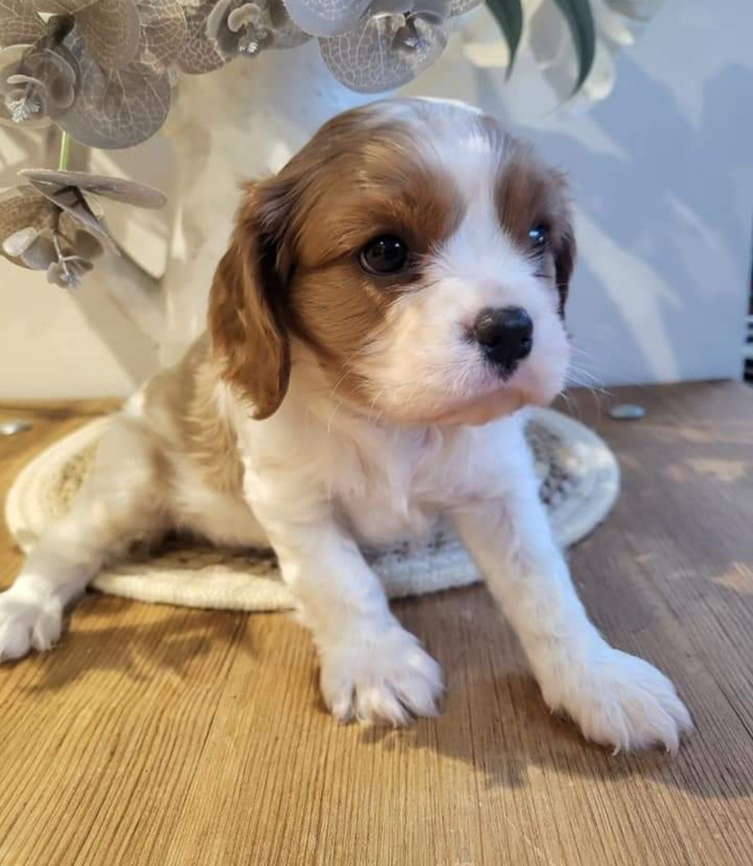 Welcome to Miss Cavalier-King-Poo Licenced breeder of Cavalier King ...