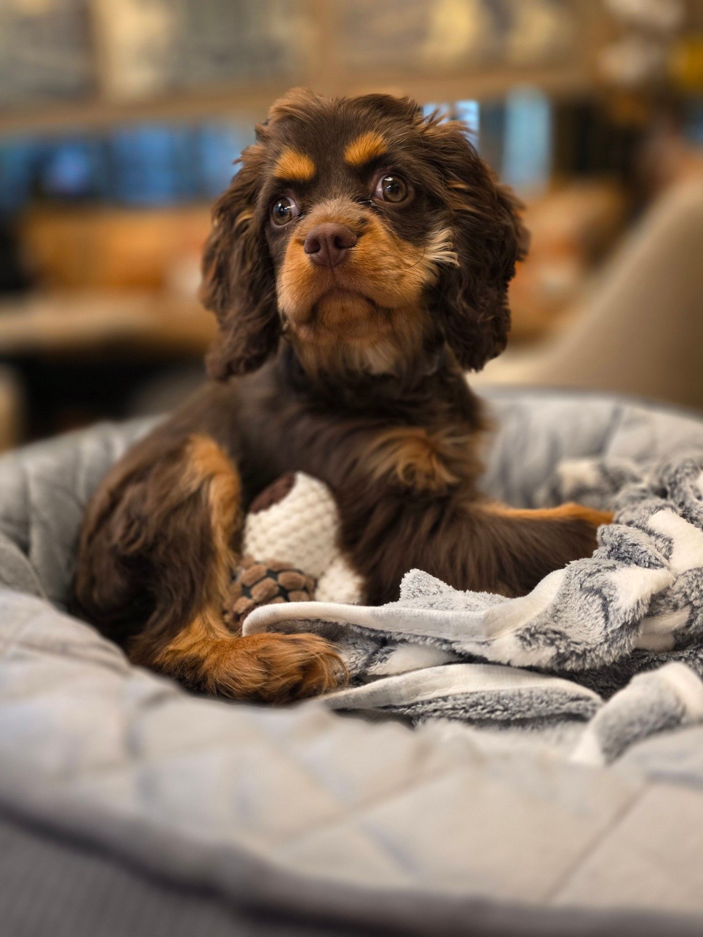 Welcome to Miss Cavalier-King-Poo Licenced breeder of Cavalier King ...