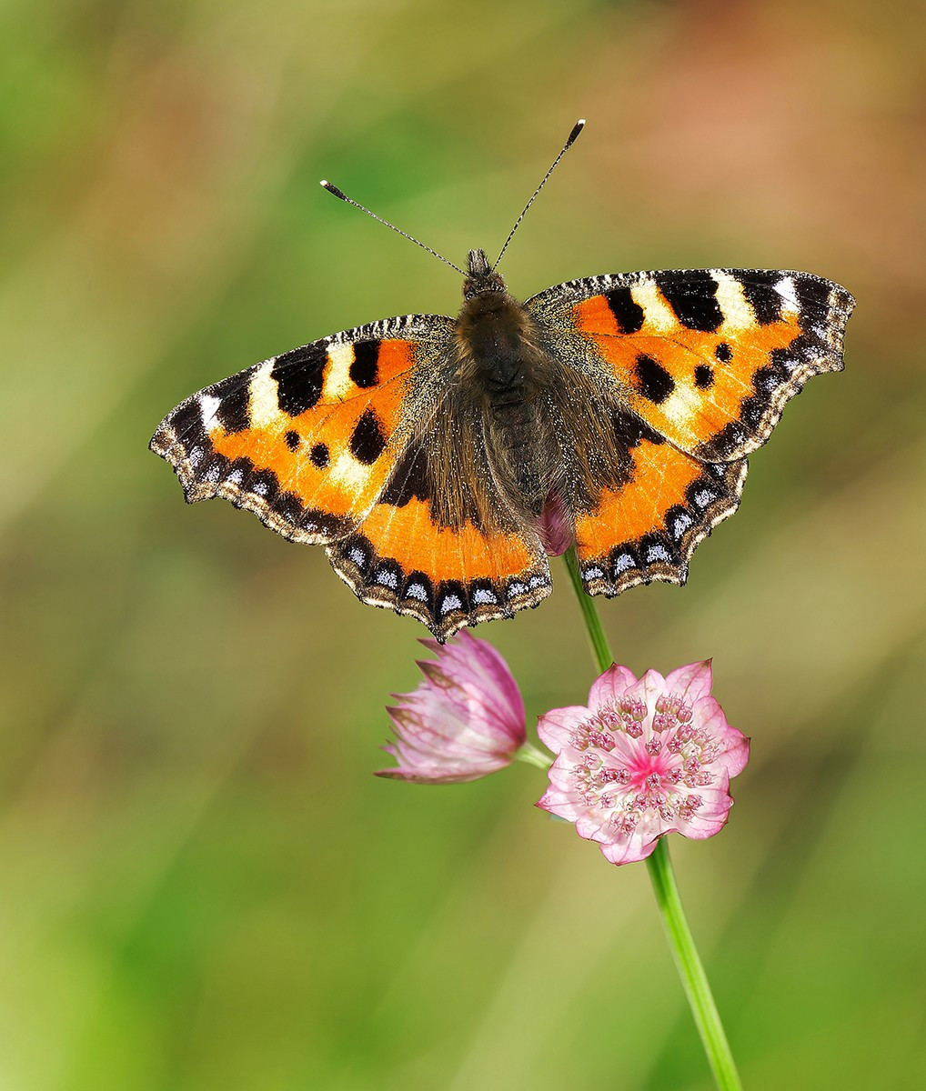 Nelson Camera Club competition results 2011