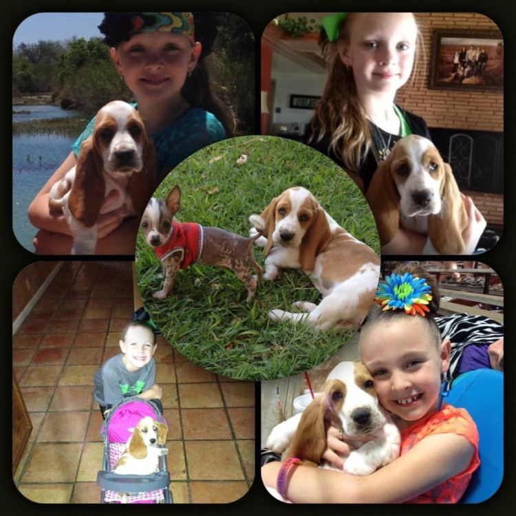 Past Puppy Showcase