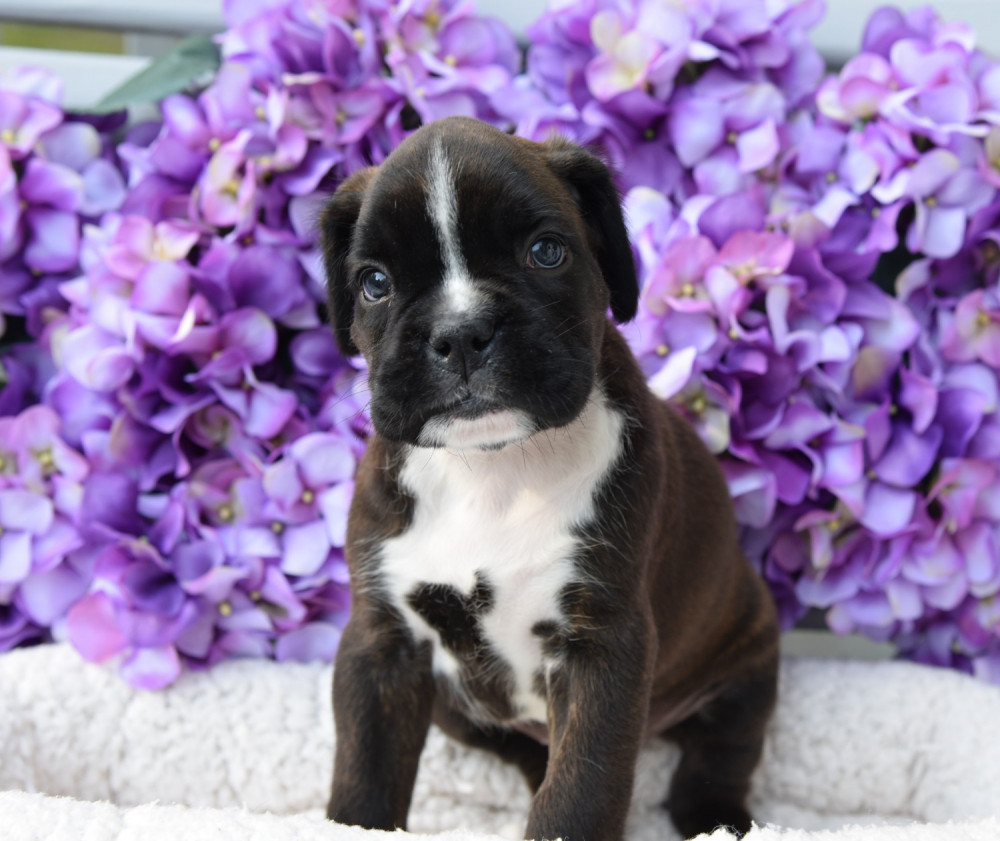 AKC Registered Boxer Puppies | Available Puppies