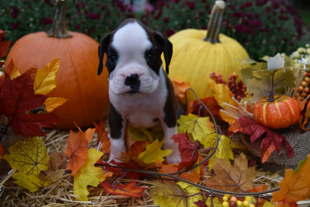 AKC Registered Boxer Puppies | Available Puppies