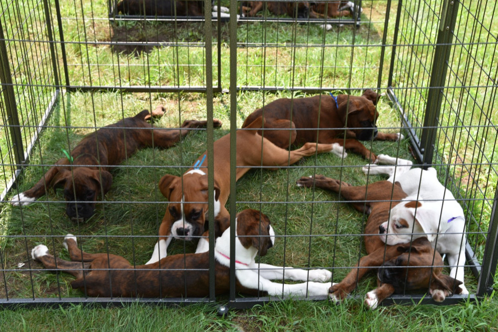AKC Registered Boxer Puppies | Available Puppies