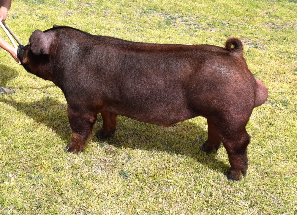 Chad Hill Durocs Boar Page