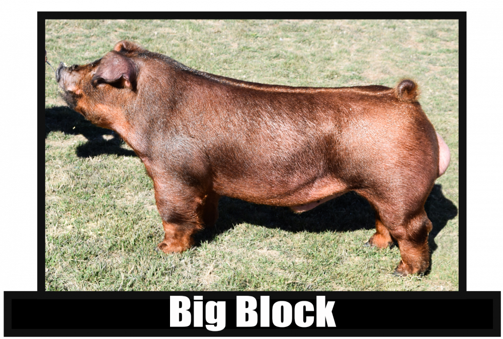 1 Boar Stud : Chad Hill Duorcs Hill Stud