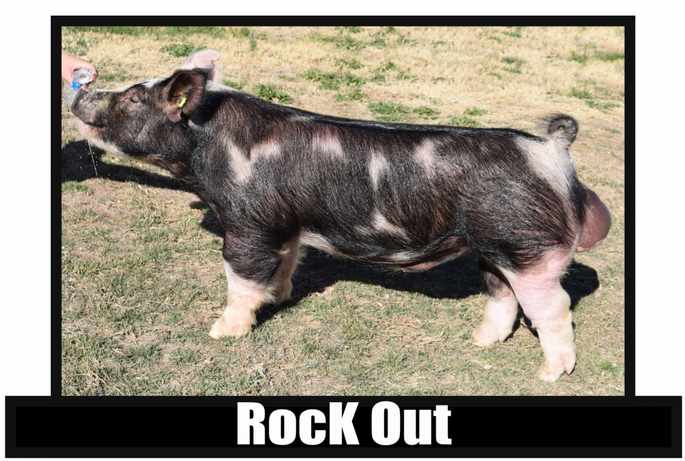 Boar Stud : Chad Hill Duorcs Hill Stud