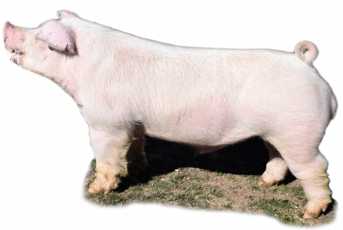 Chad Hill Durocs Boar Page