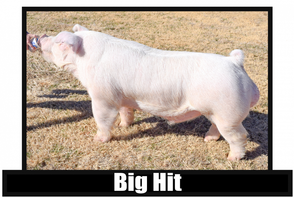 1 Boar Stud : Chad Hill Duorcs Hill Stud