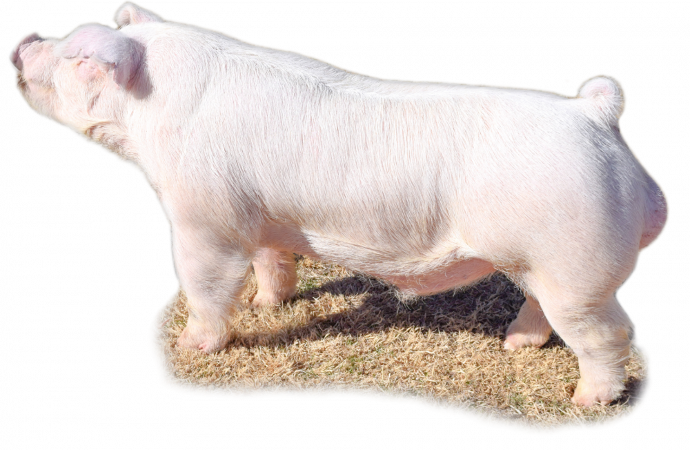 Chester Boar Chad Hill Durocs Hill Stud