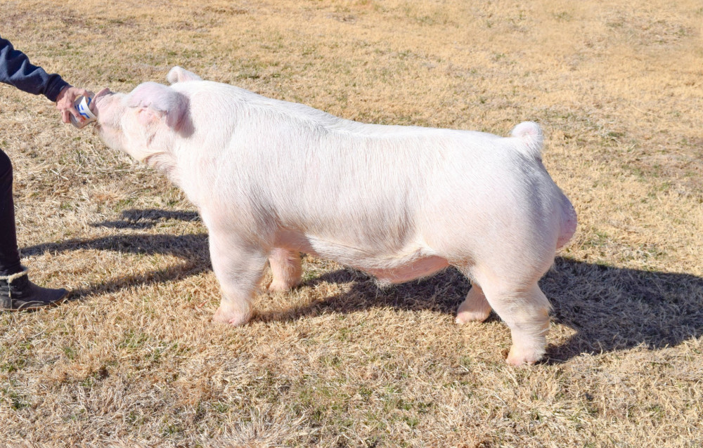 Chester Boar Chad Hill Durocs Hill Stud