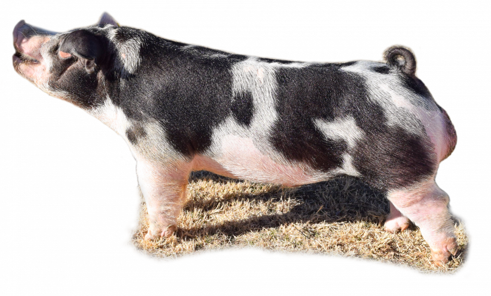 Chad Hill Durocs Boar Page