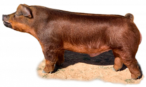 Chad Hill Durocs Boar Page