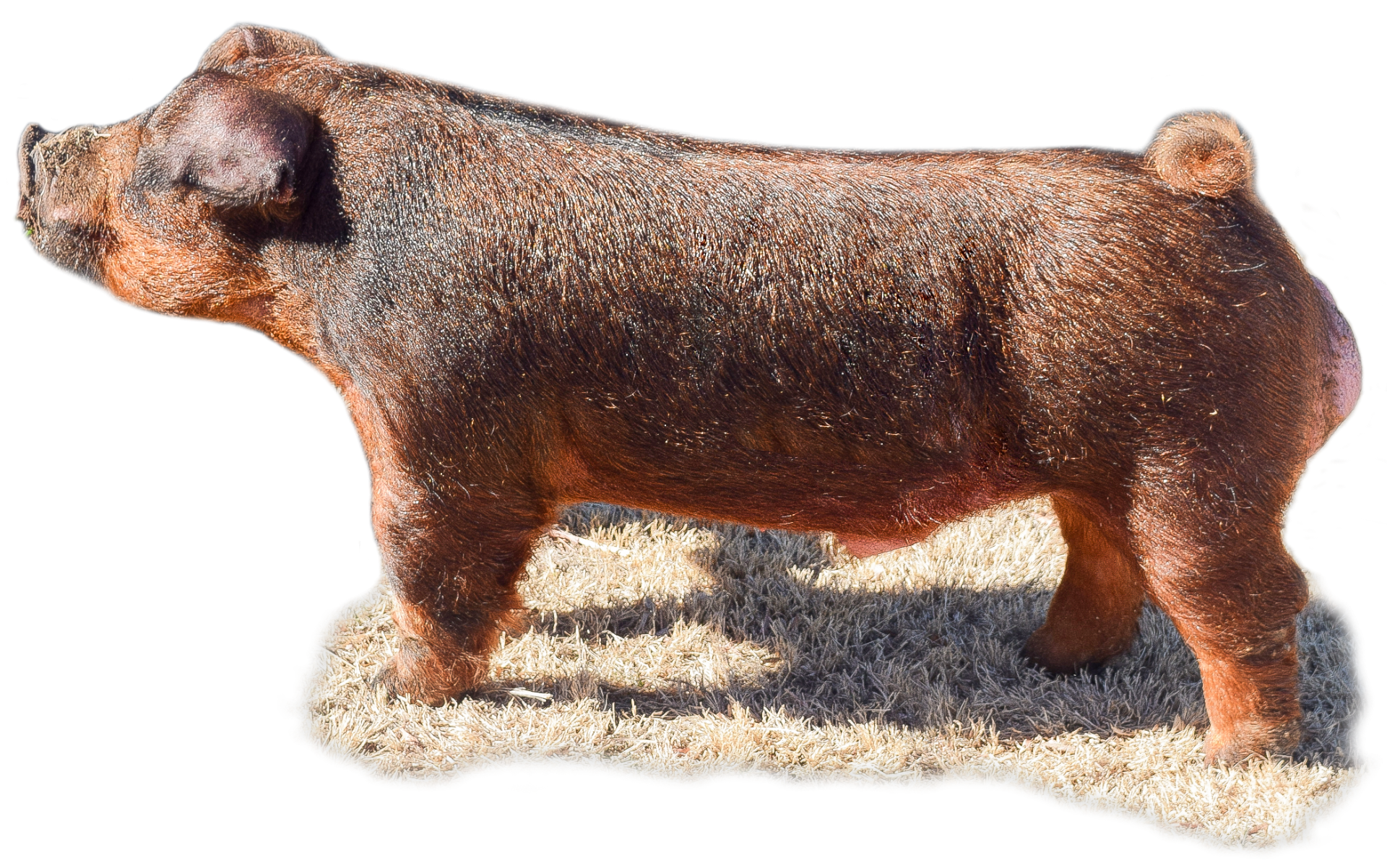 Chad Hill Durocs Boar Page