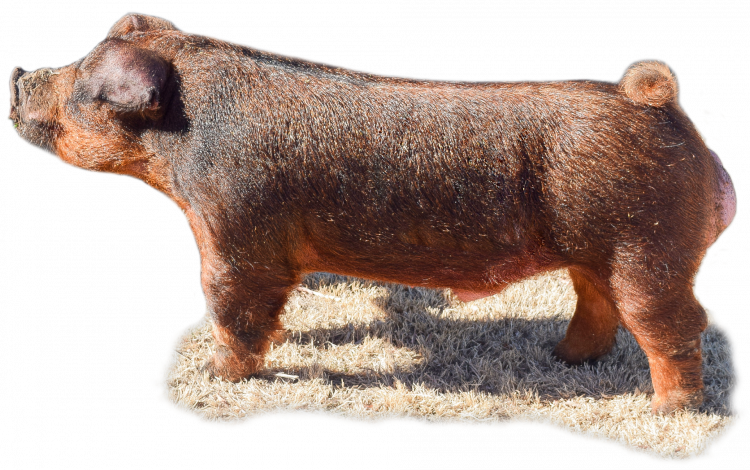 Chad Hill Durocs Boar Page