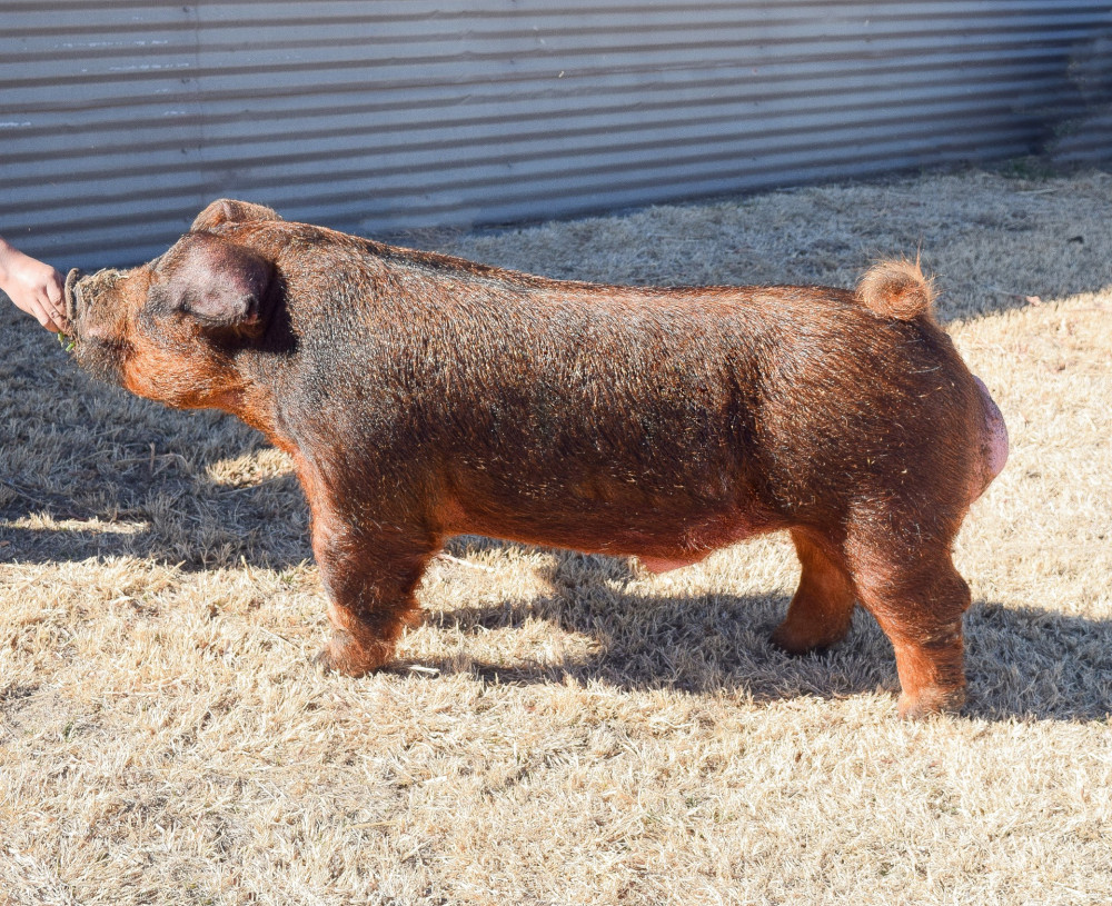 Chad Hill Durocs Boar Page