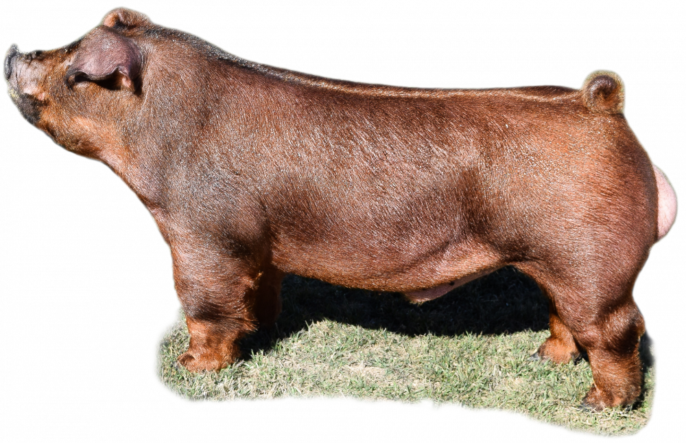 Chad Hill Durocs Boar Page