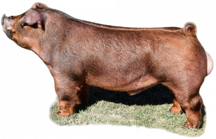 Chad Hill Durocs Boar Page