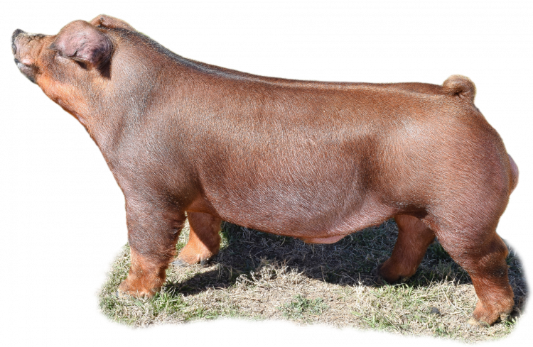 Chad Hill Durocs Boar Page