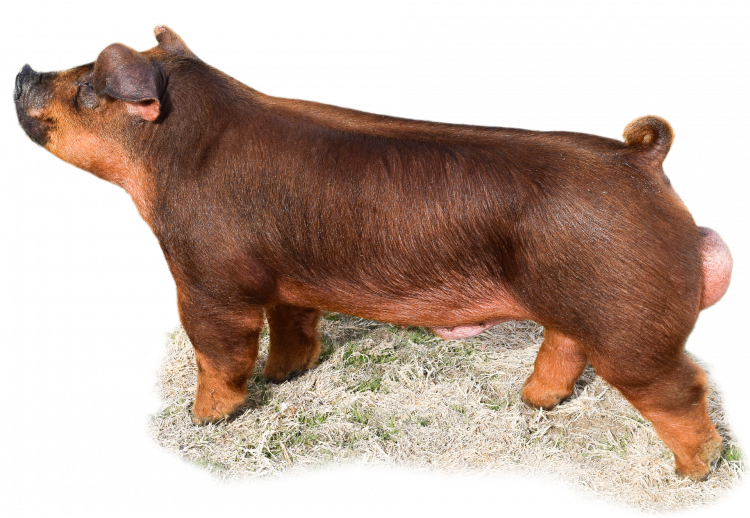 Chad Hill Durocs Boar Page