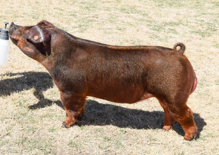 Chad Hill Durocs Boar Page