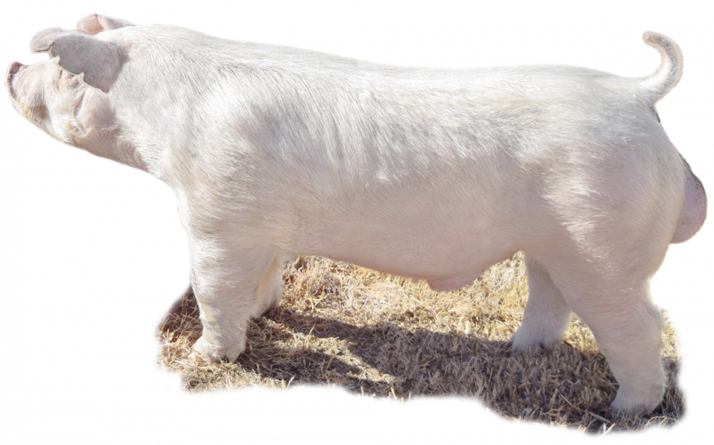 Chad Hill Durocs Boar Page