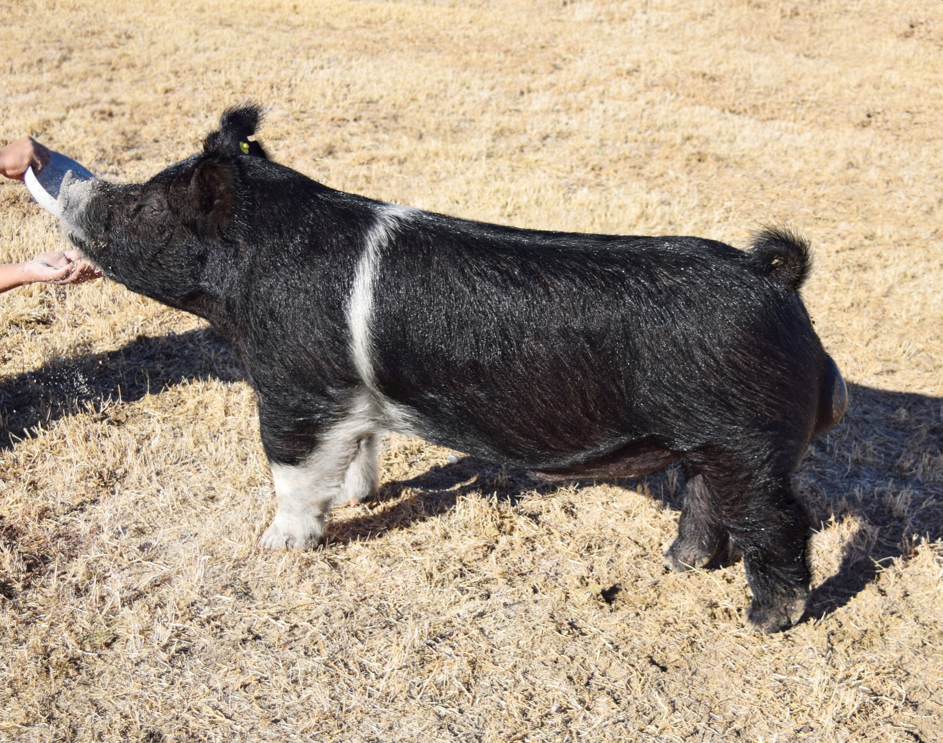 Chad Hill Durocs Boar Page