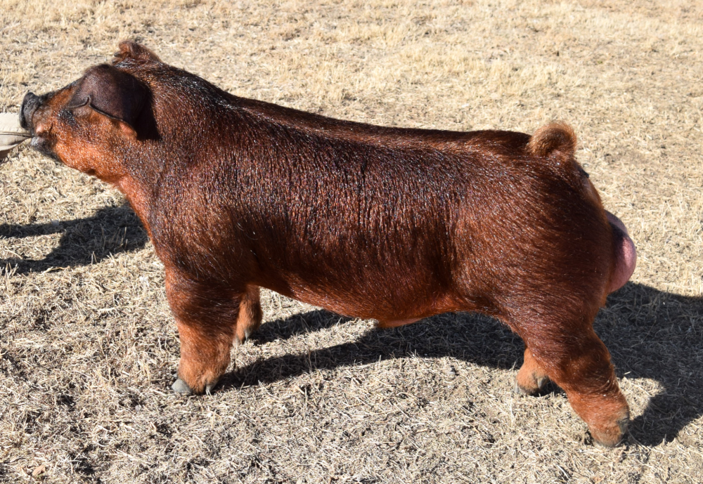 Chad Hill Durocs Boar Page