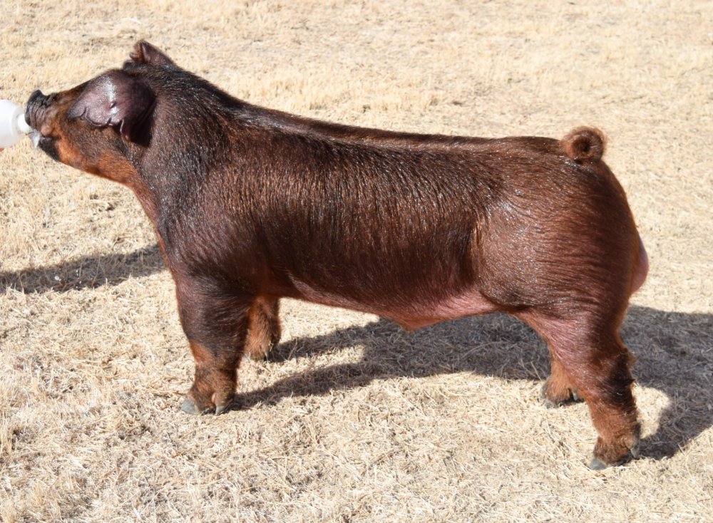 Chad Hill Durocs Boar Page