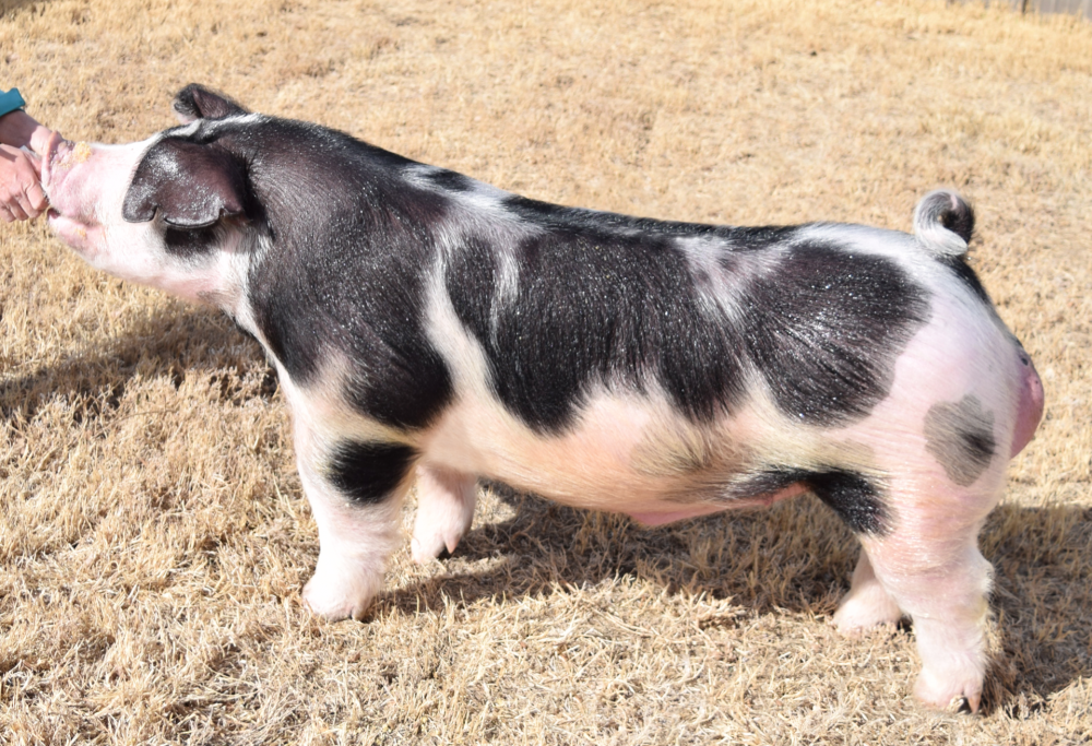 Chad Hill Durocs Boar Page