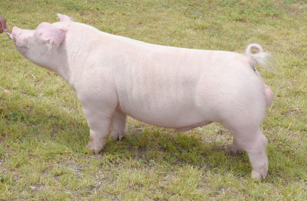 Chad Hill Durocs Boar Page