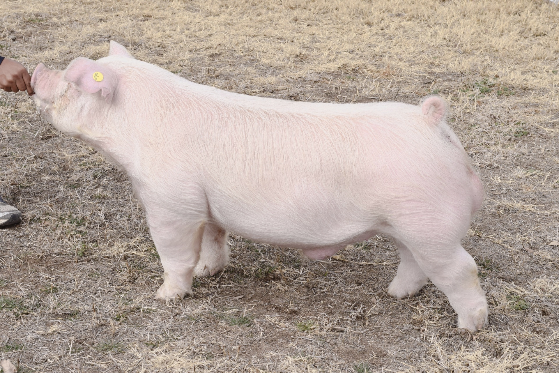 Chad Hill Durocs Boar Page