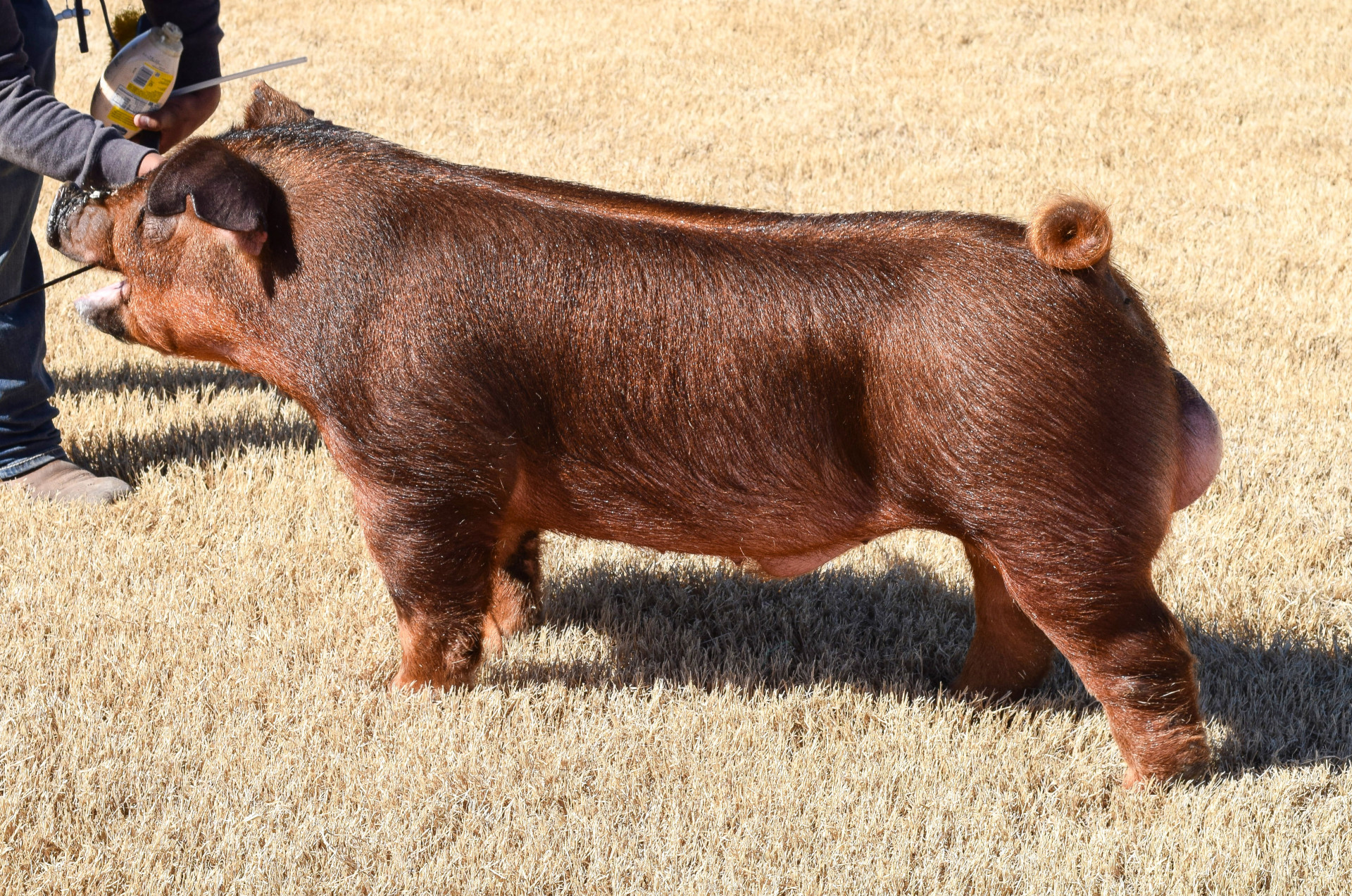 Chad Hill Durocs Boar Page