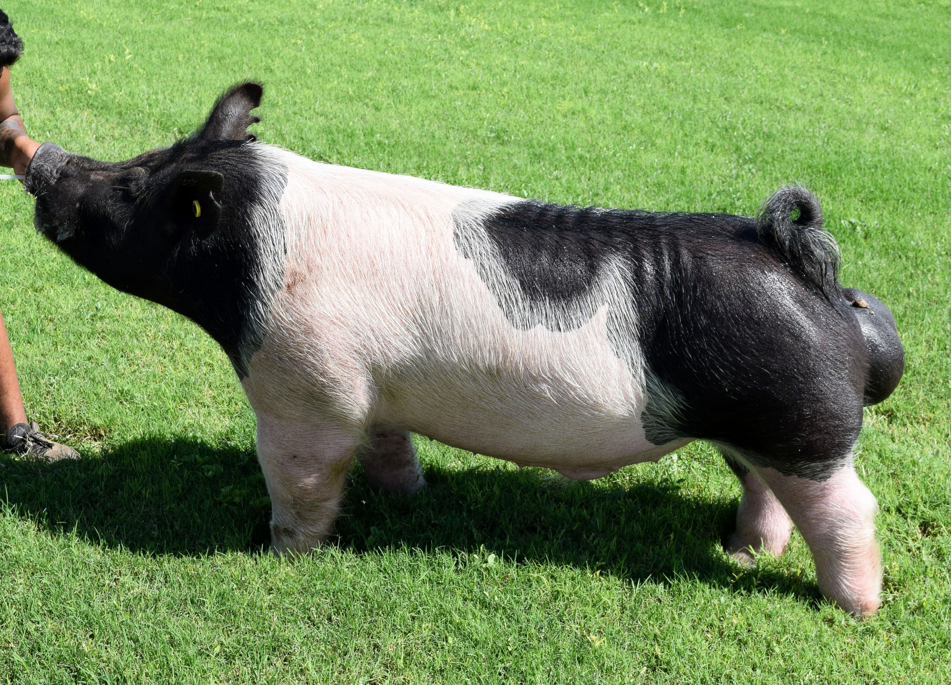 Chad Hill Durocs Boar Page