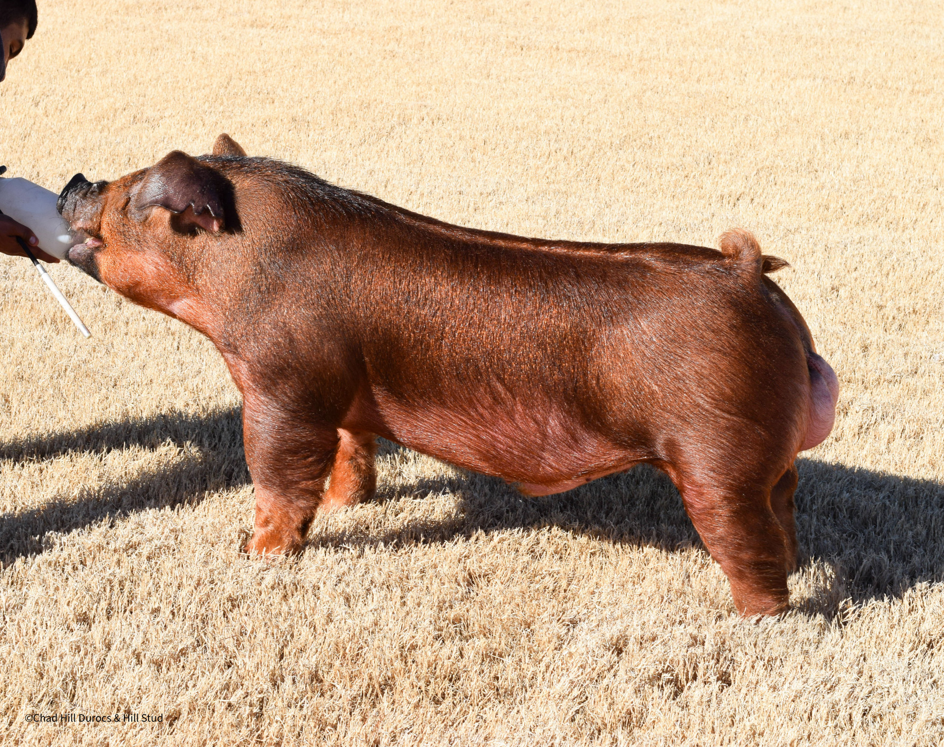 Chad Hill Durocs Boar Page