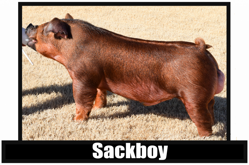 1 Boar Stud : Chad Hill Duorcs Hill Stud